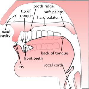 Phonetics – Speech sounds explained using the source-filter model ...